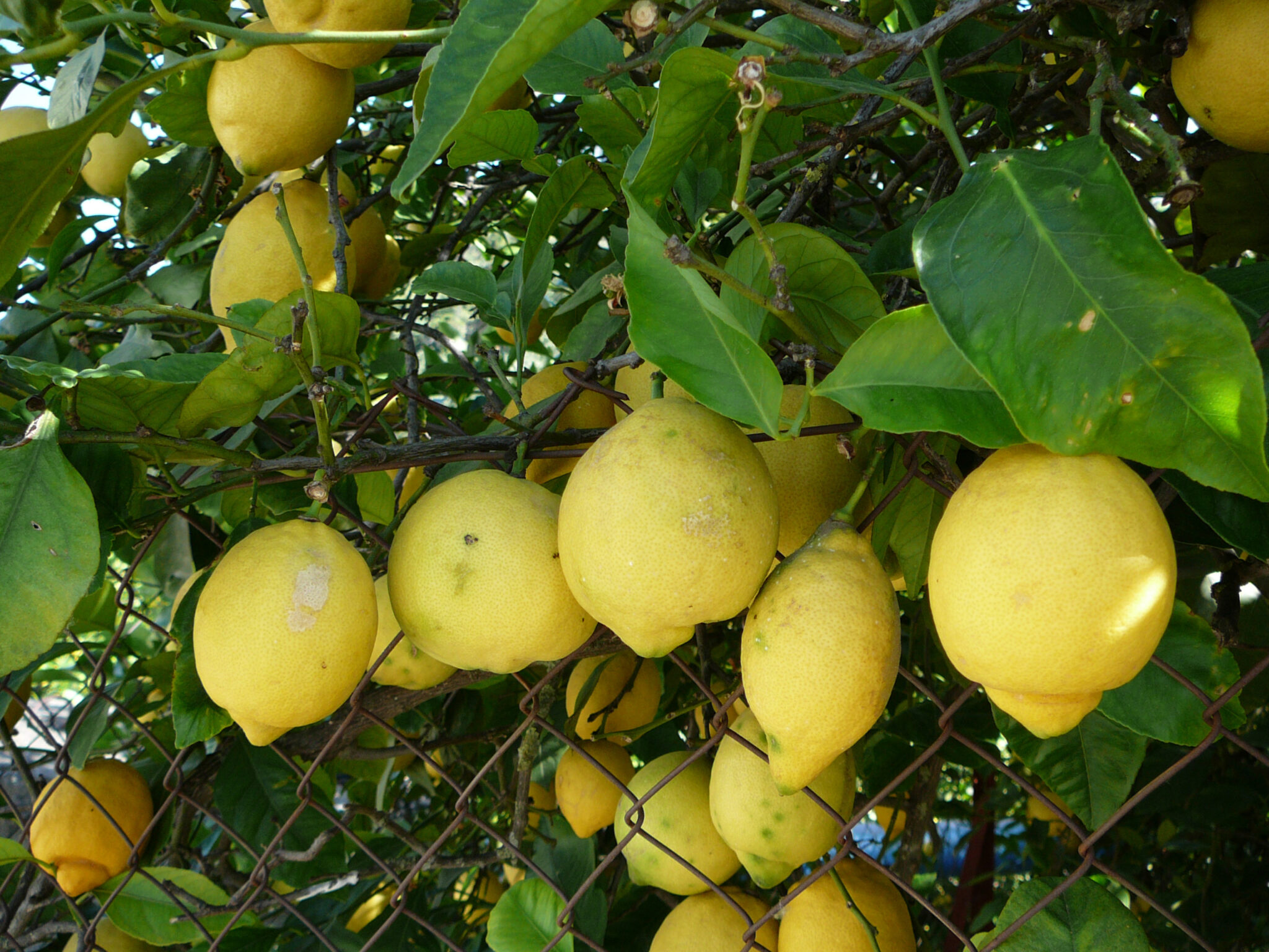 Limón - Academia Gastronómica de Málaga